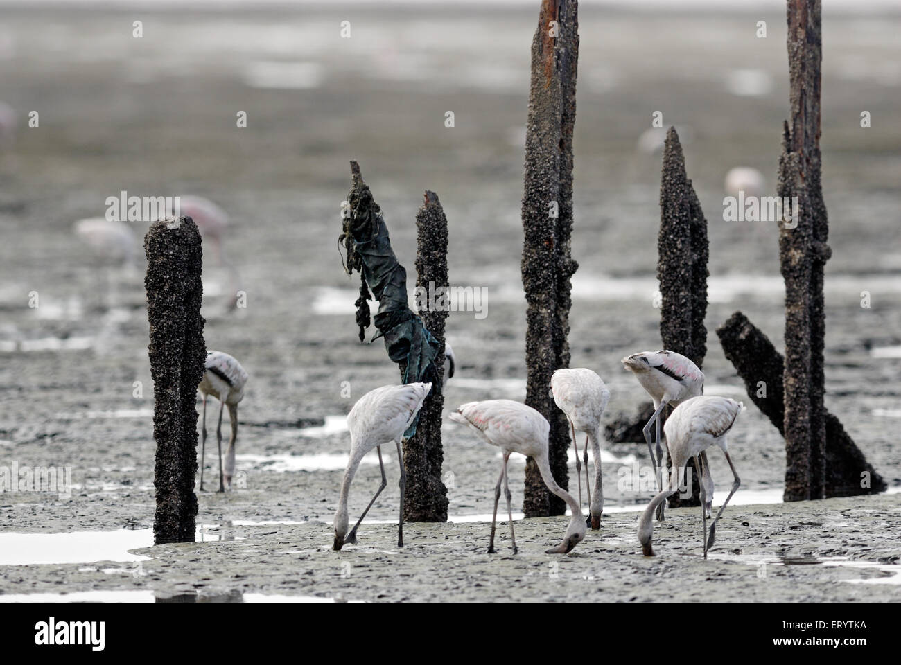 Lesser flamingos phoenicopterus minor Bombay Mumbai ; Maharashtra ...