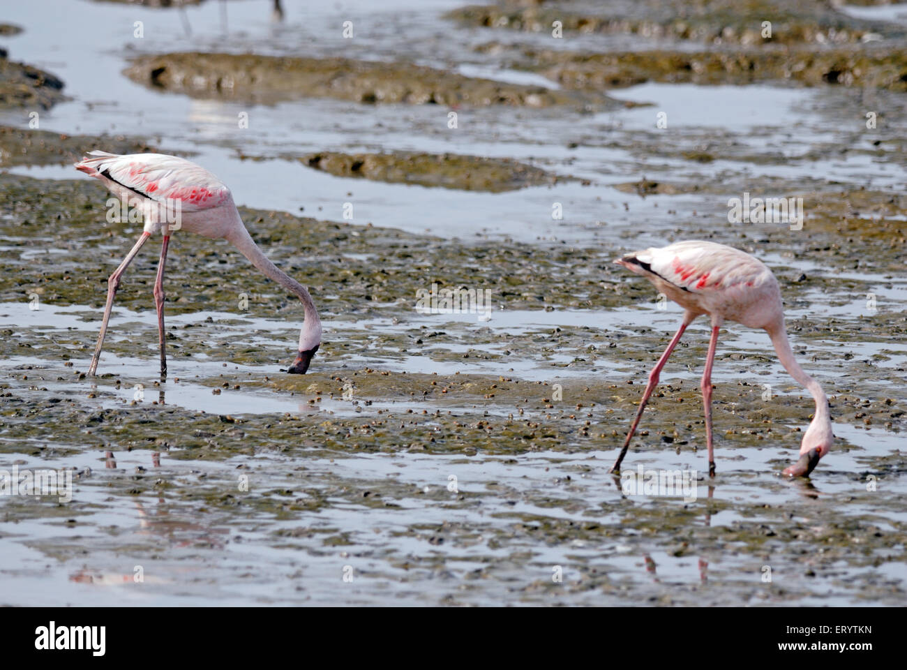 Lesser flamingo , phoenicopterus minor , Sewri Flamingo Point , Sewri ...