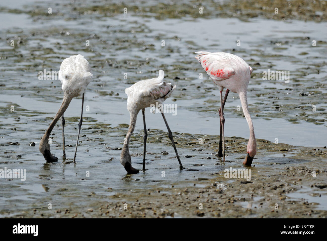 Lesser flamingo , phoenicopterus minor , Sewri Flamingo Point , Sewri ...
