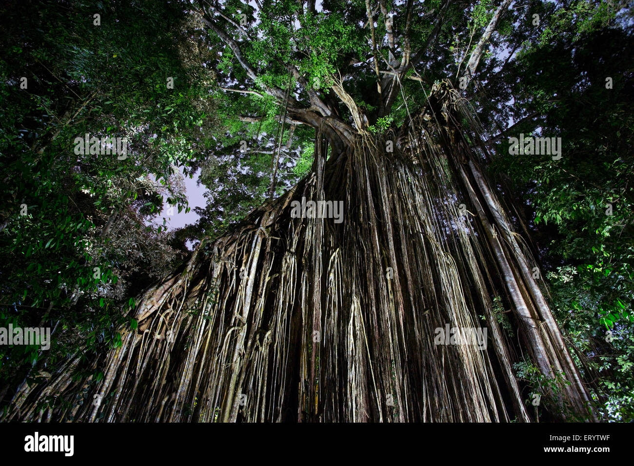 Curtain Fig Tree at night, a giant strangler fig (Ficus virens)on the ...