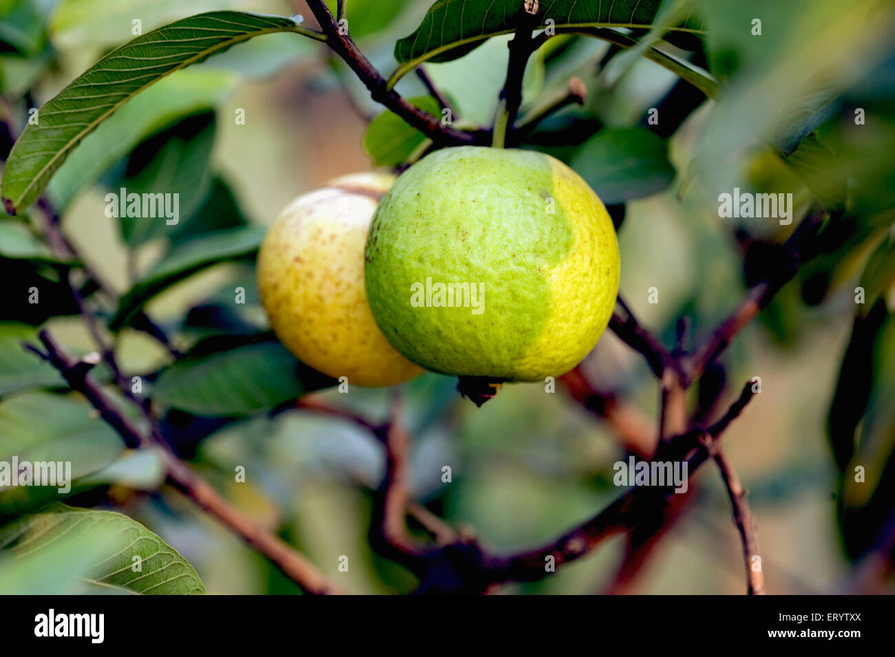 India guava tree hi-res stock photography and images - Alamy