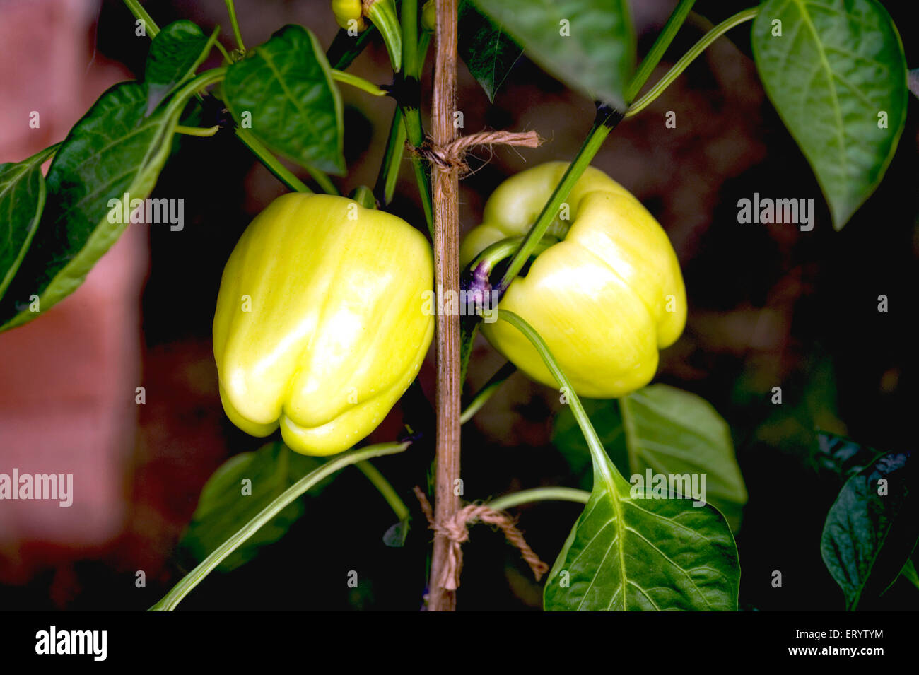 Capsicum annuum plant hi-res stock photography and images - Alamy