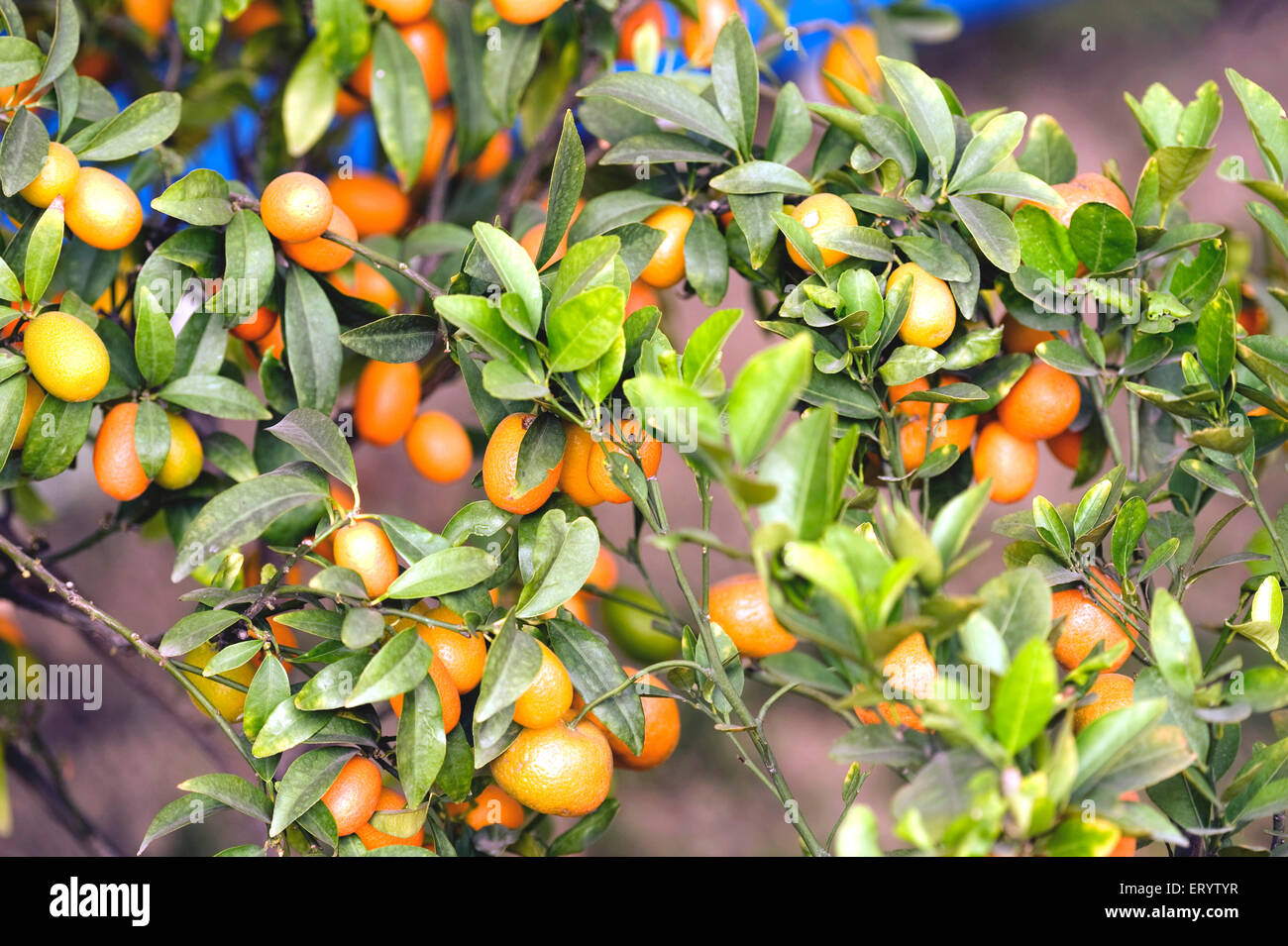 West indian limes hi-res stock photography and images - Alamy