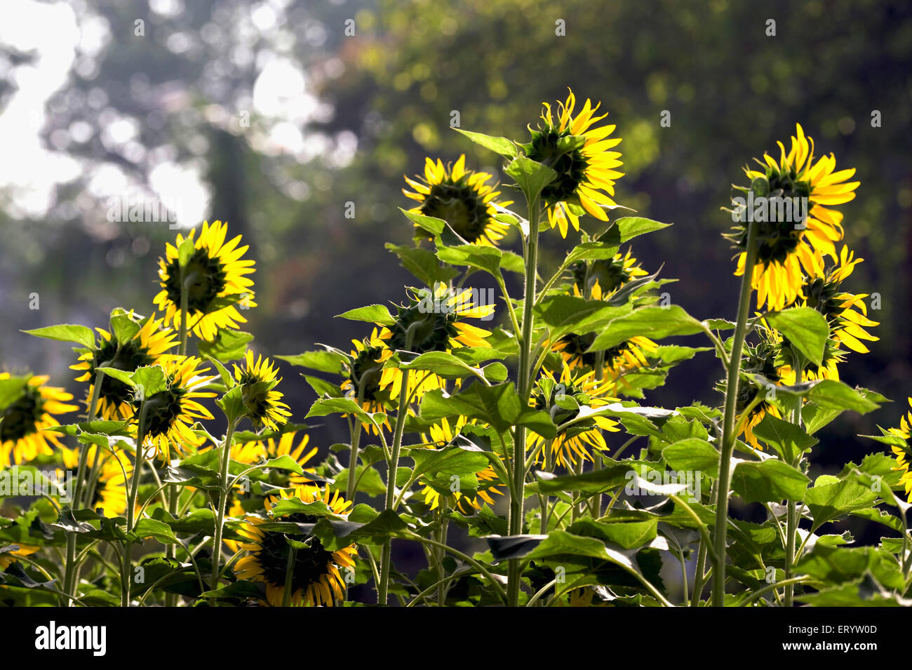 India sunflower hi-res stock photography and images - Alamy