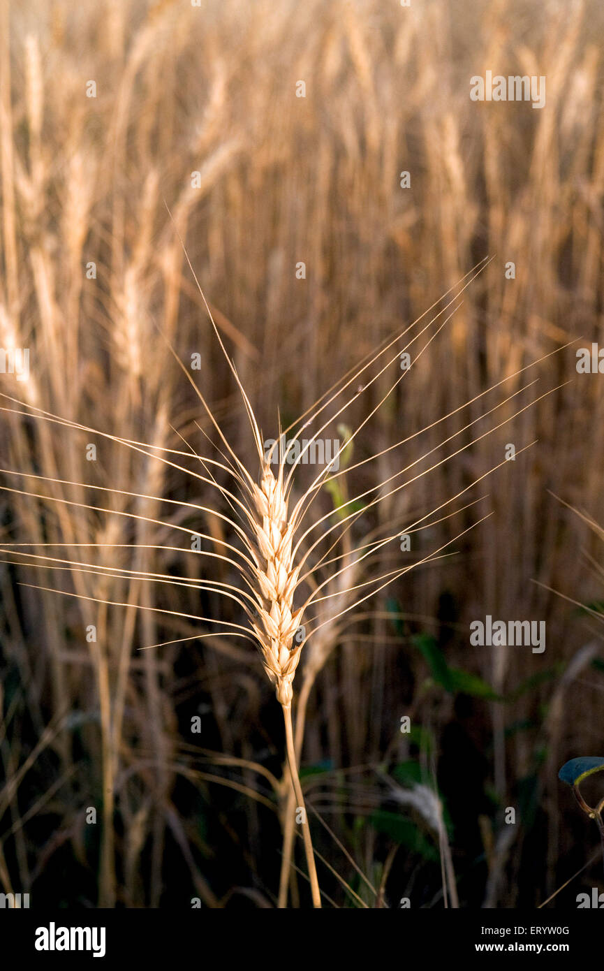 Golden wheat crop ripe in field, Madhya Pradesh, India, Asia Stock ...