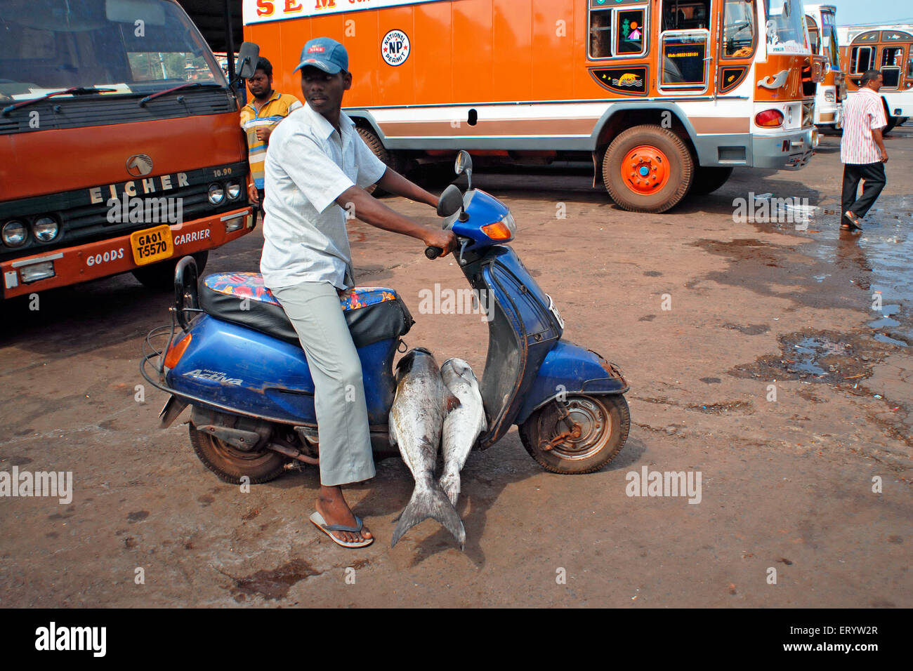 Man carrying fish on scooter , Panji , Panjim , Goa , India , Asia ...