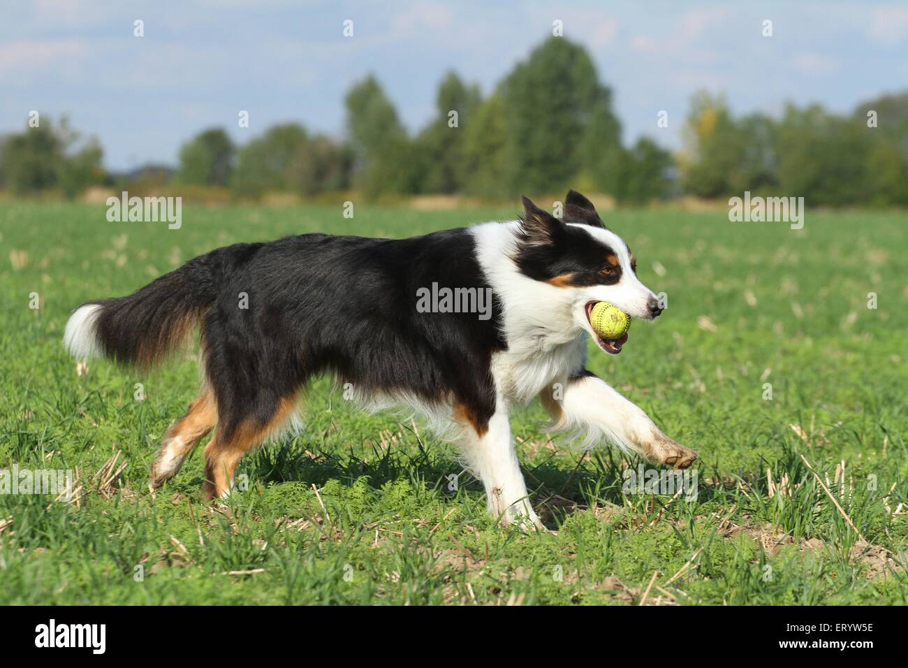 Australian shepherd dog playing ball hi-res stock photography and ...