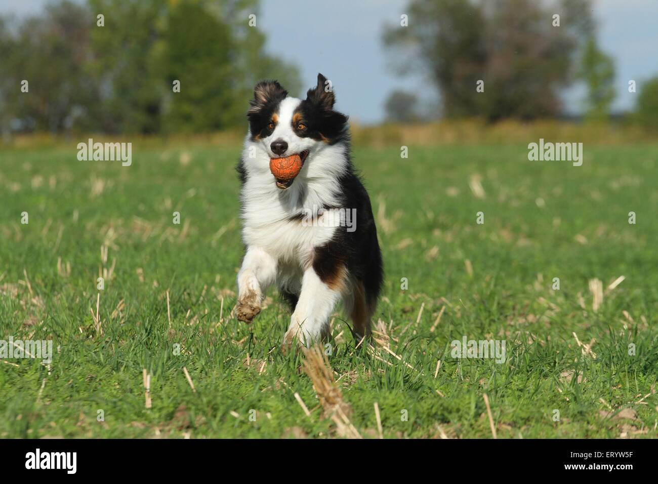 playing Australian Shepherd Stock Photo - Alamy