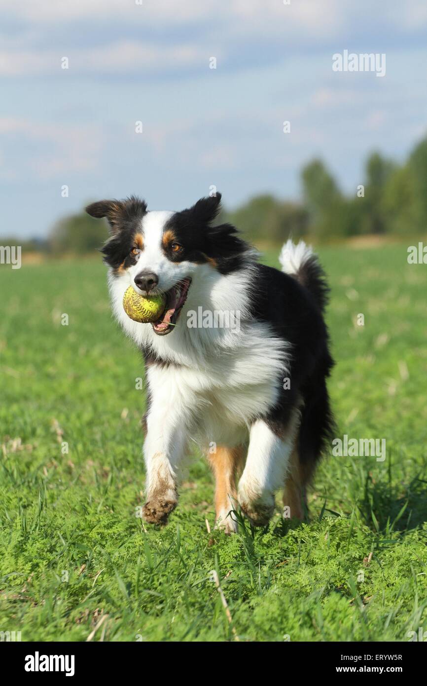 playing Australian Shepherd Stock Photo - Alamy