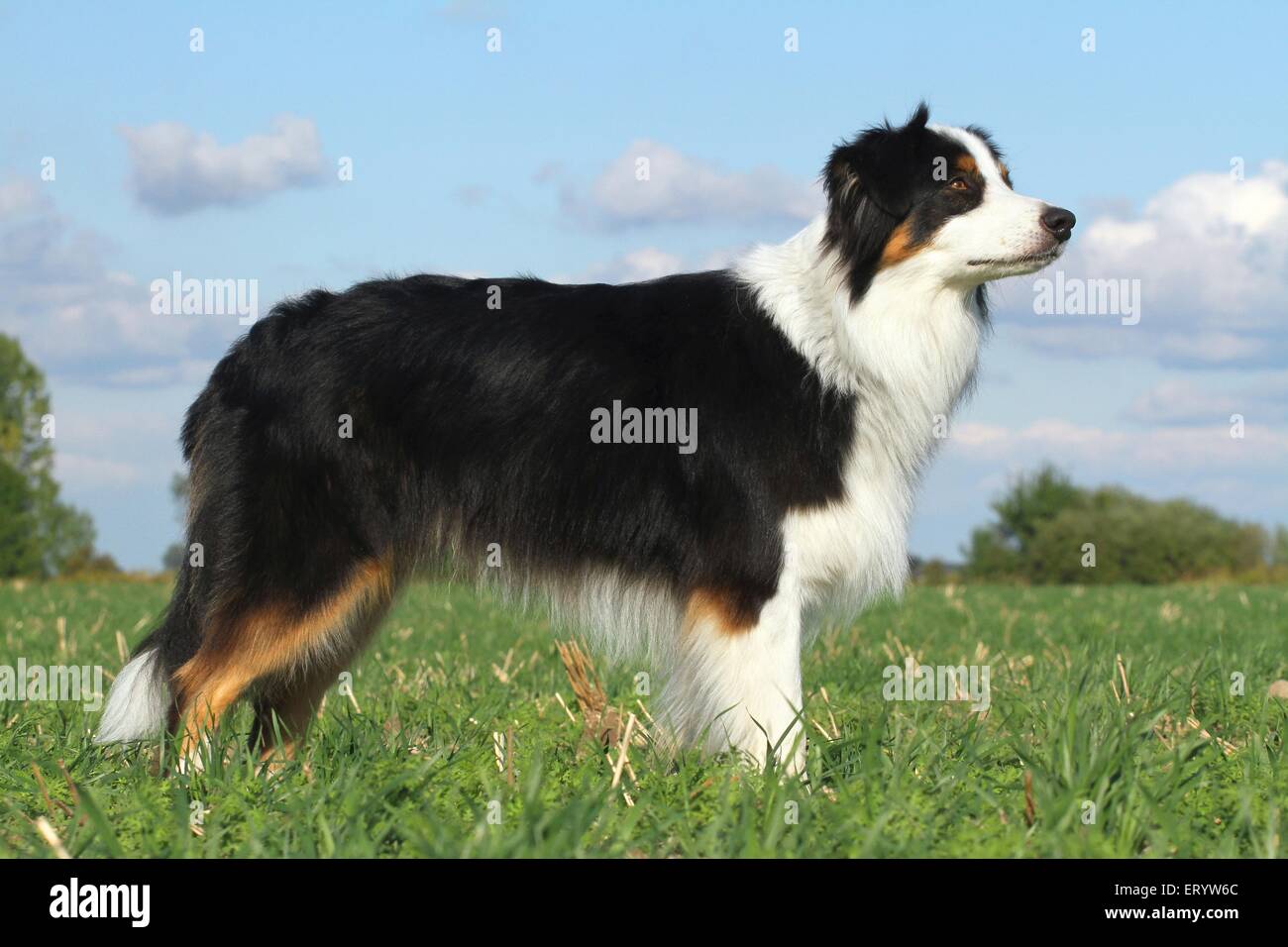 standing Australian Shepherd Stock Photo - Alamy