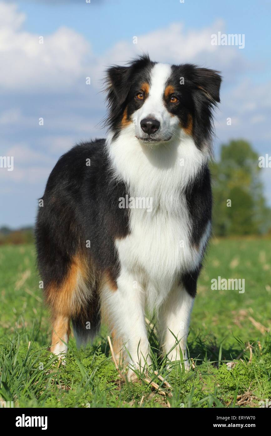 standing Australian Shepherd Stock Photo - Alamy