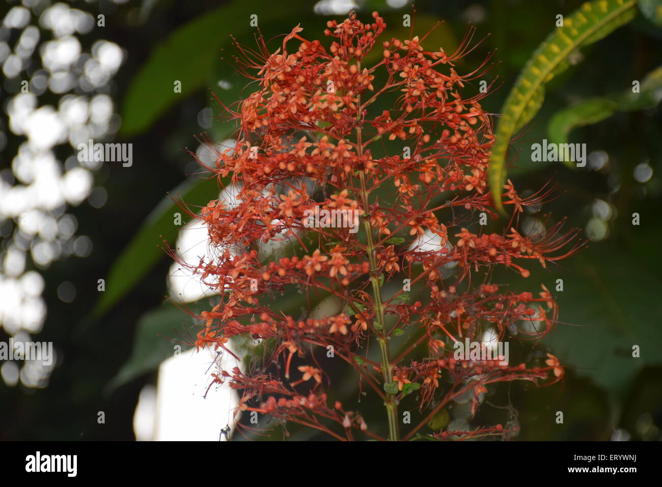 Red pagoda hi-res stock photography and images - Alamy