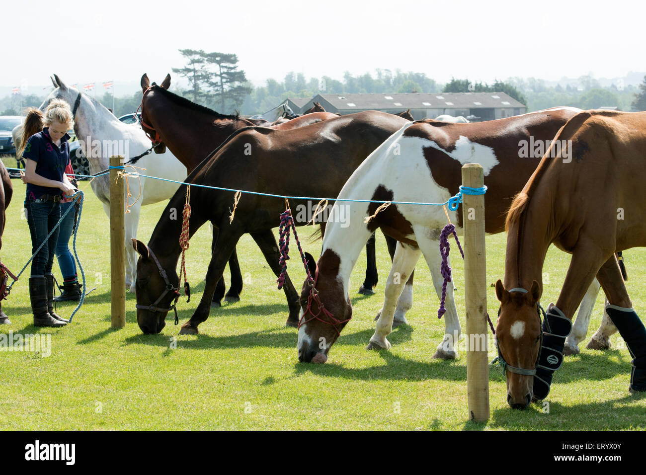 Polo ponies tethered to a line Stock Photo - Alamy