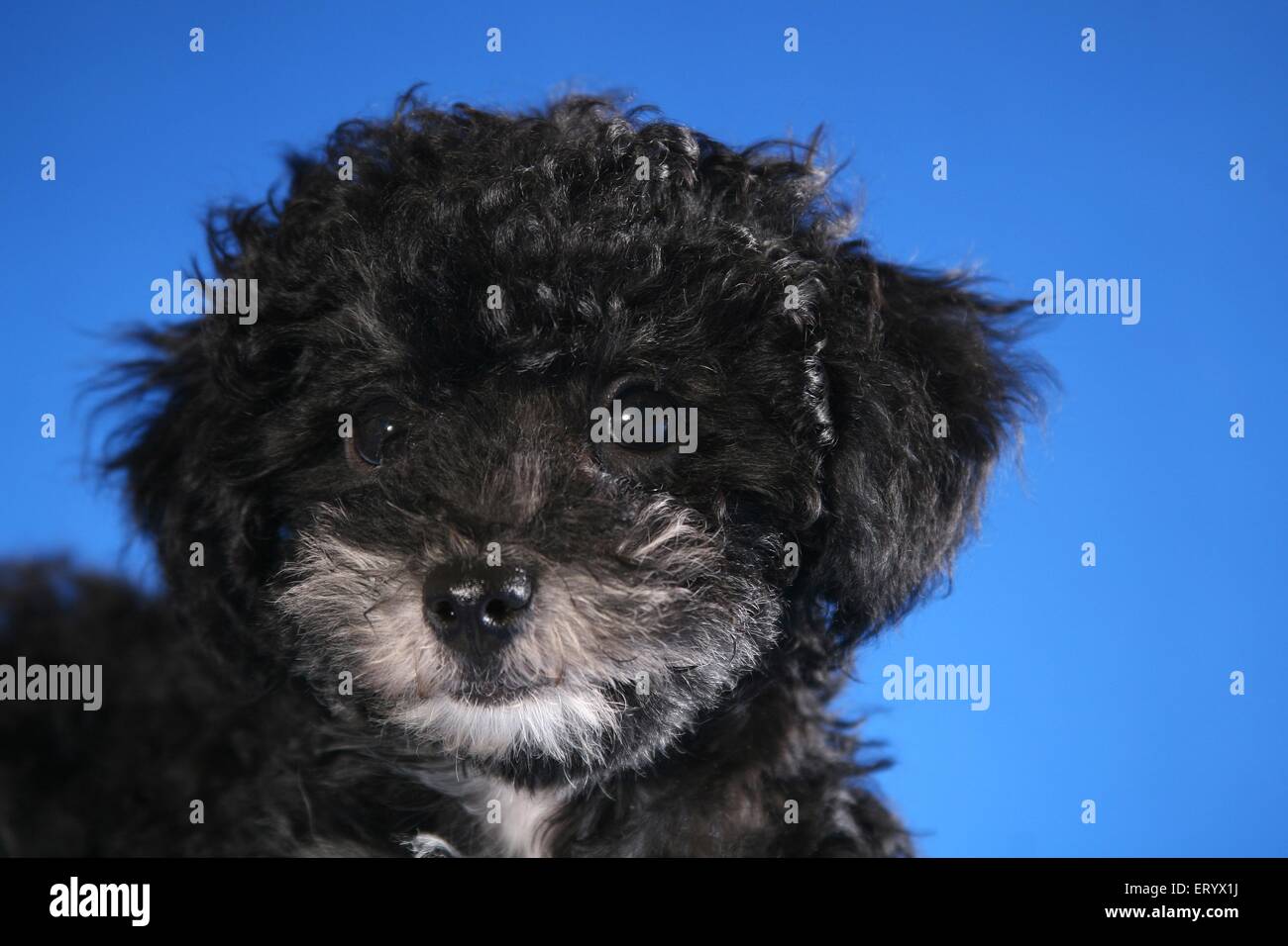 Bolonka zwetna Puppy Portrait Stock Photo - Alamy