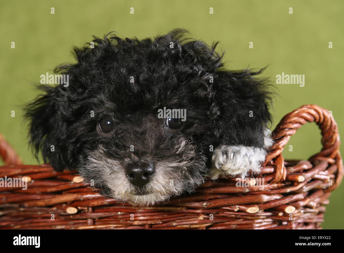 Bolonka zwetna Puppy Stock Photo - Alamy