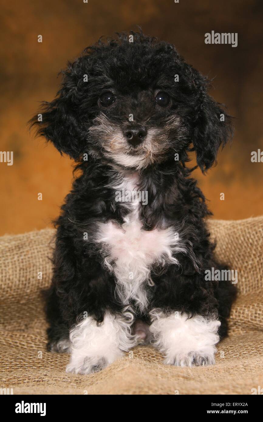 sitting Bolonka zwetna Puppy Stock Photo - Alamy