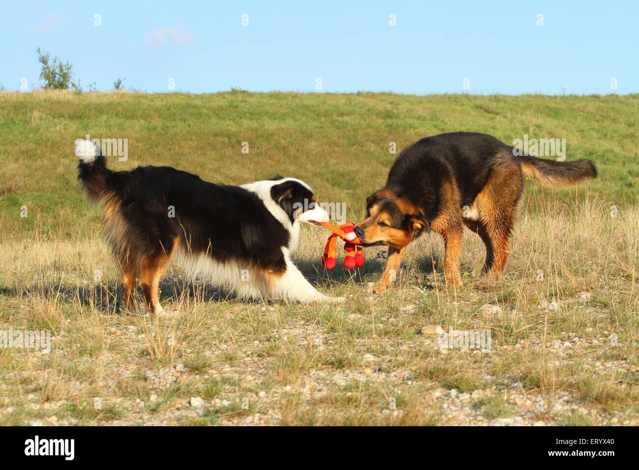 Does The Garafian Shepherd Bark A Lot