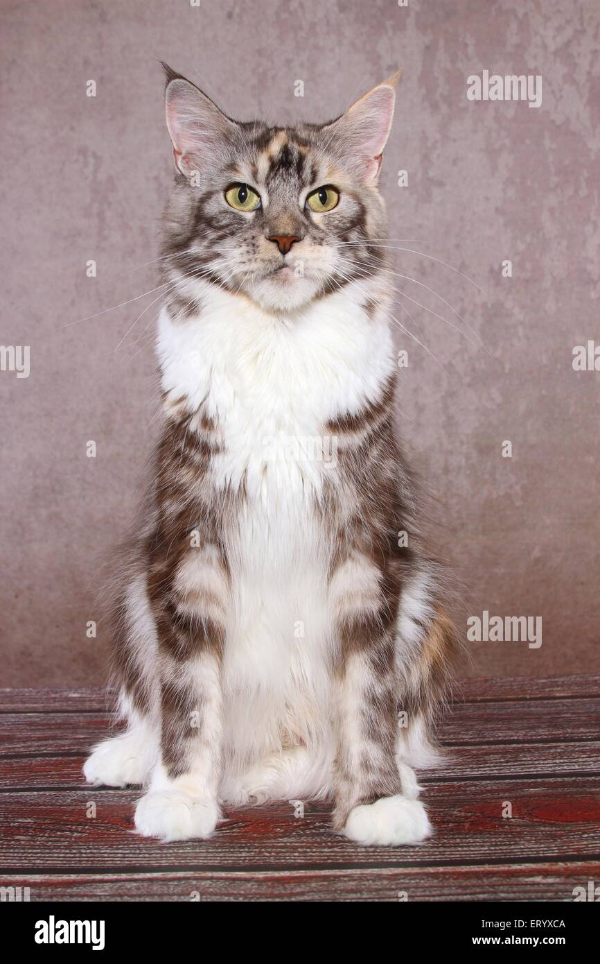sitting Maine Coon Stock Photo - Alamy