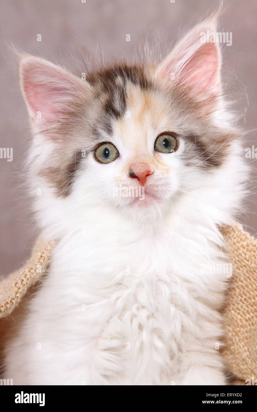 Maine Coon Kitten Portrait Stock Photo - Alamy