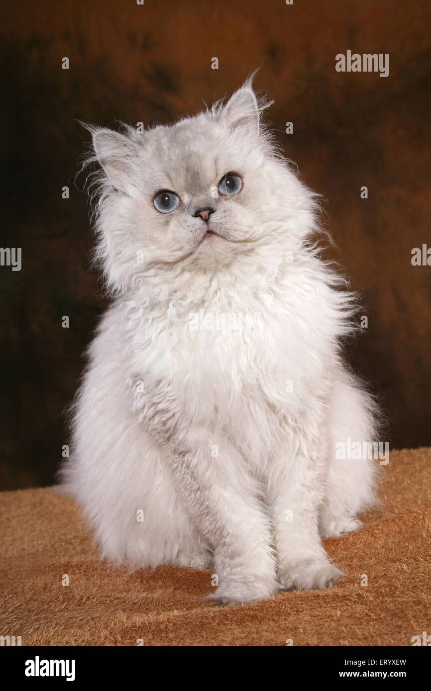 sitting Selkirk Rex Stock Photo - Alamy