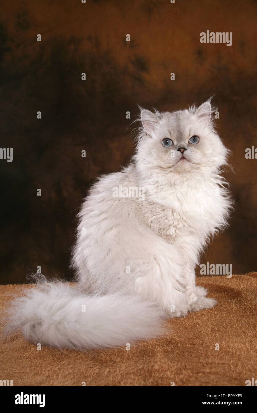 sitting Selkirk Rex Stock Photo - Alamy