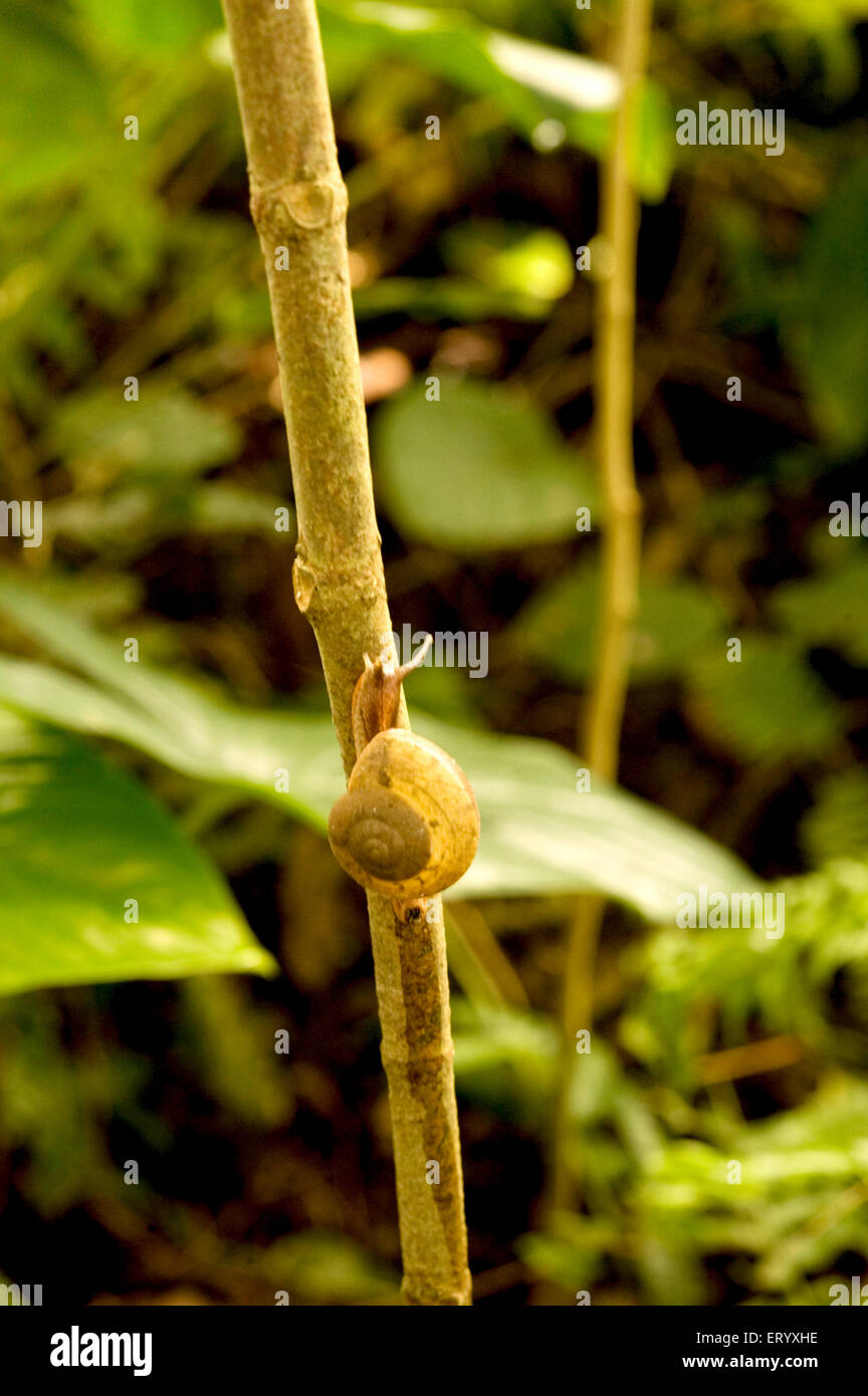 Snail climbing on tree in garden ; Nature park, Kolkata , Calcutta ...