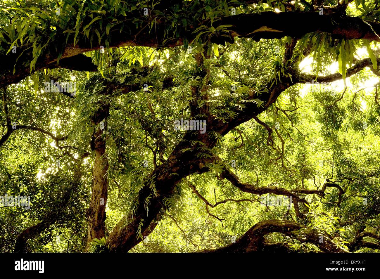 Mango tree, mangifera indica, Nature Park, Calcutta, Kolkata, West ...
