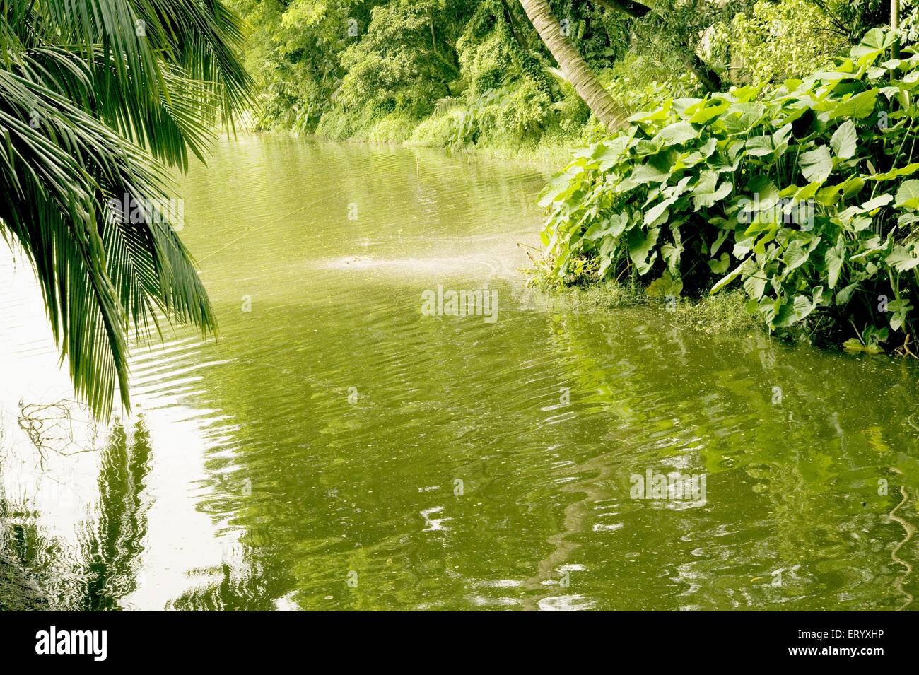 Pond in Nature Park garden, Kolkata, Calcutta, West Bengal, India, Asia ...