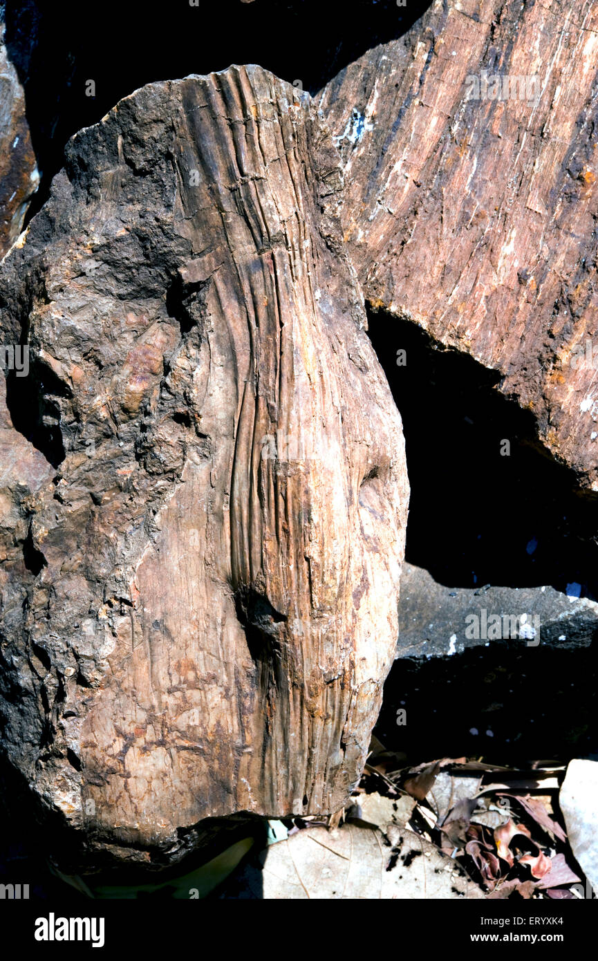 Fossilised tree hi-res stock photography and images - Alamy