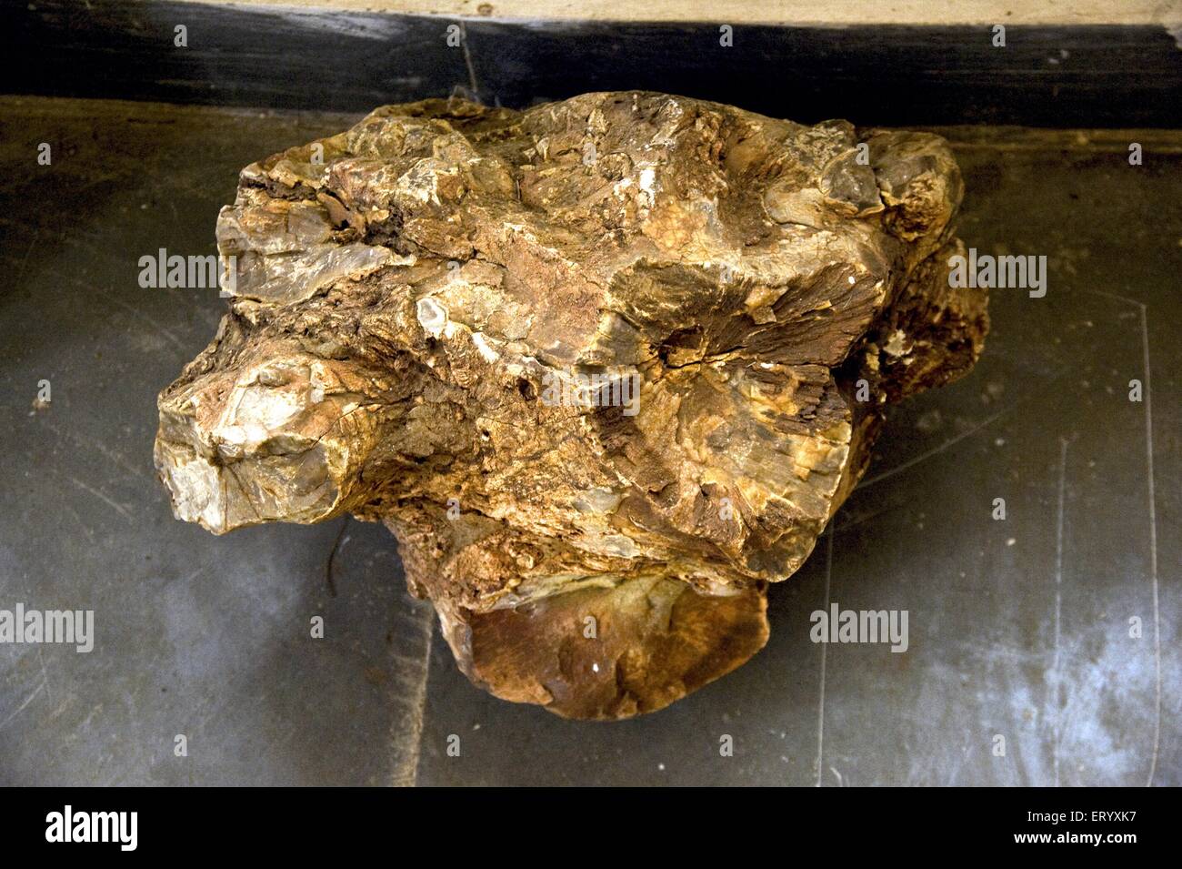 Fossil tree hi-res stock photography and images - Alamy