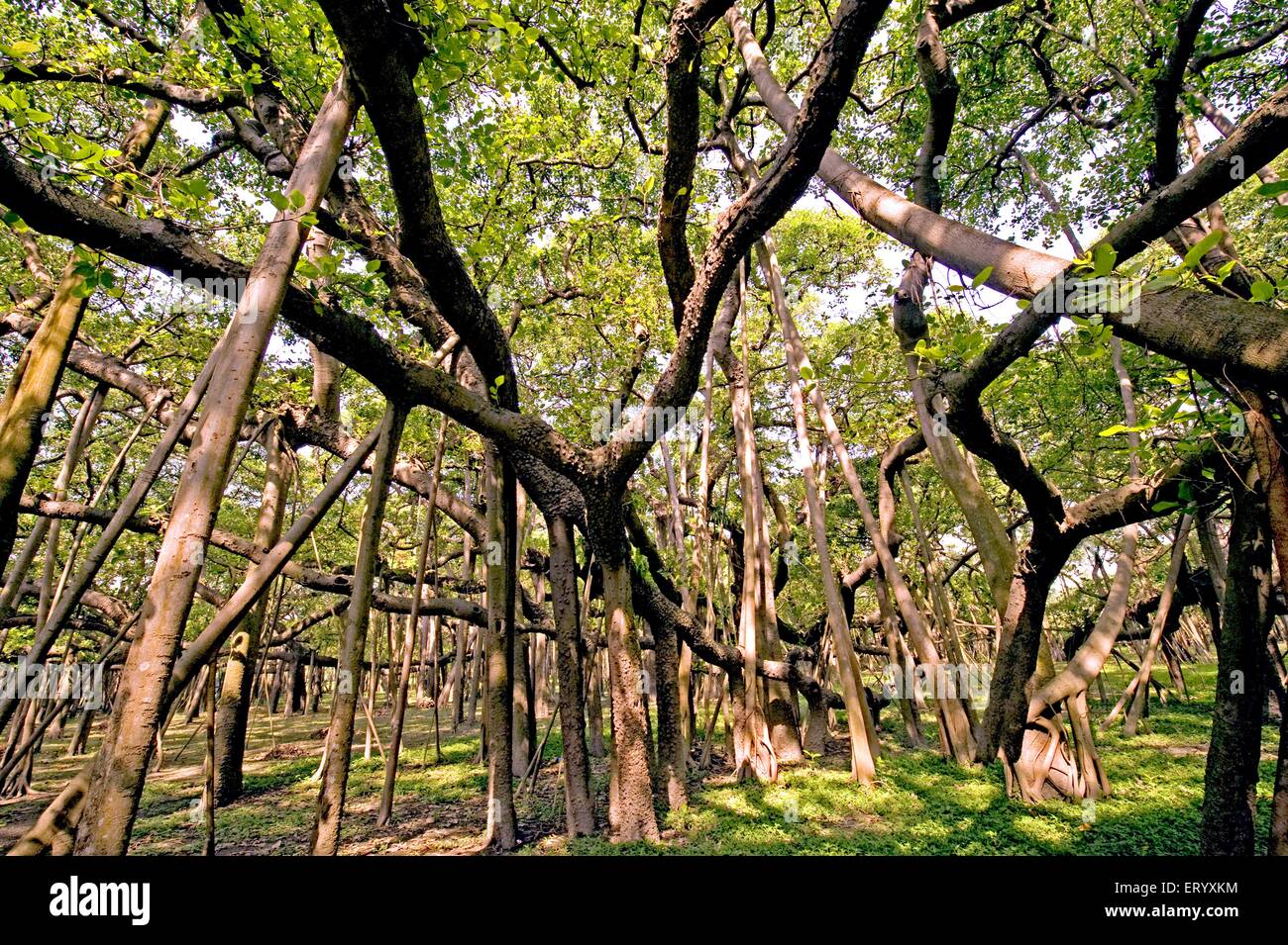 Jagadish chandra bose hi-res stock photography and images - Alamy