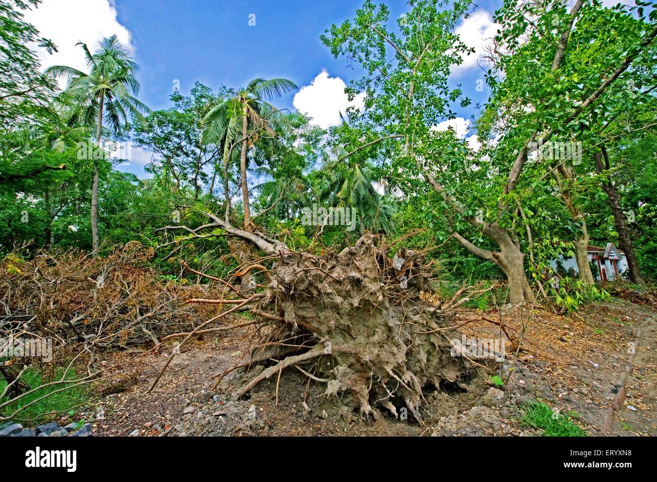 Hurricane damage, typhoon storm, cyclone uprooted trees, Ballygunge ...