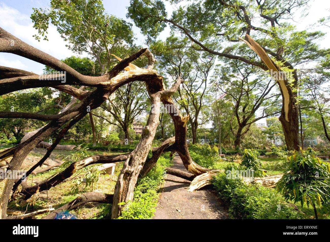Hurricane damage, typhoon storm, cyclone uprooted trees, Ballygunge ...
