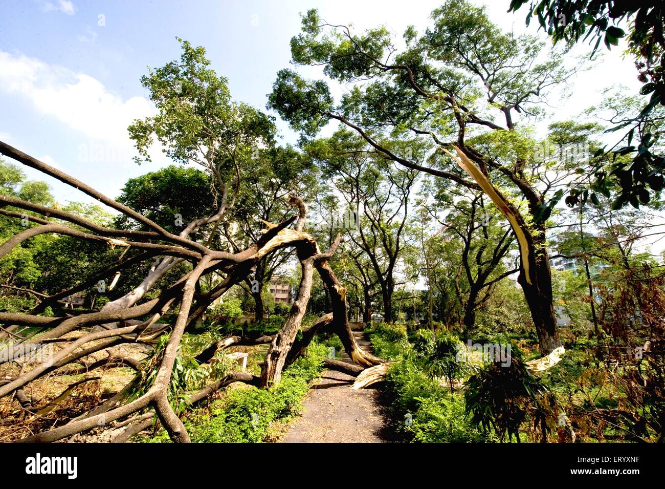 Hurricane damage, typhoon storm, cyclone uprooted trees, Ballygunge ...
