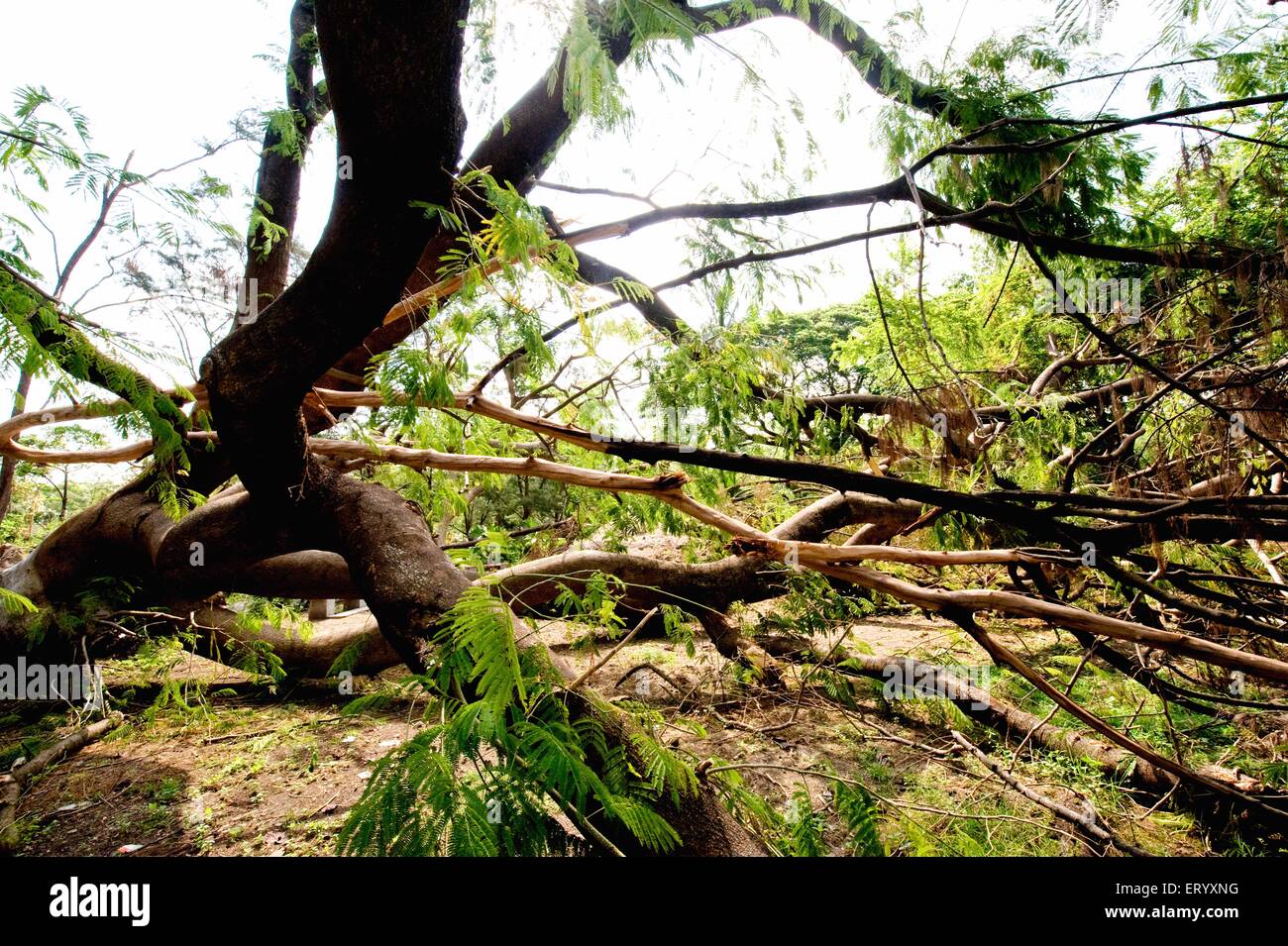 Hurricane damage, typhoon storm, cyclone uprooted trees, Ballygunge ...
