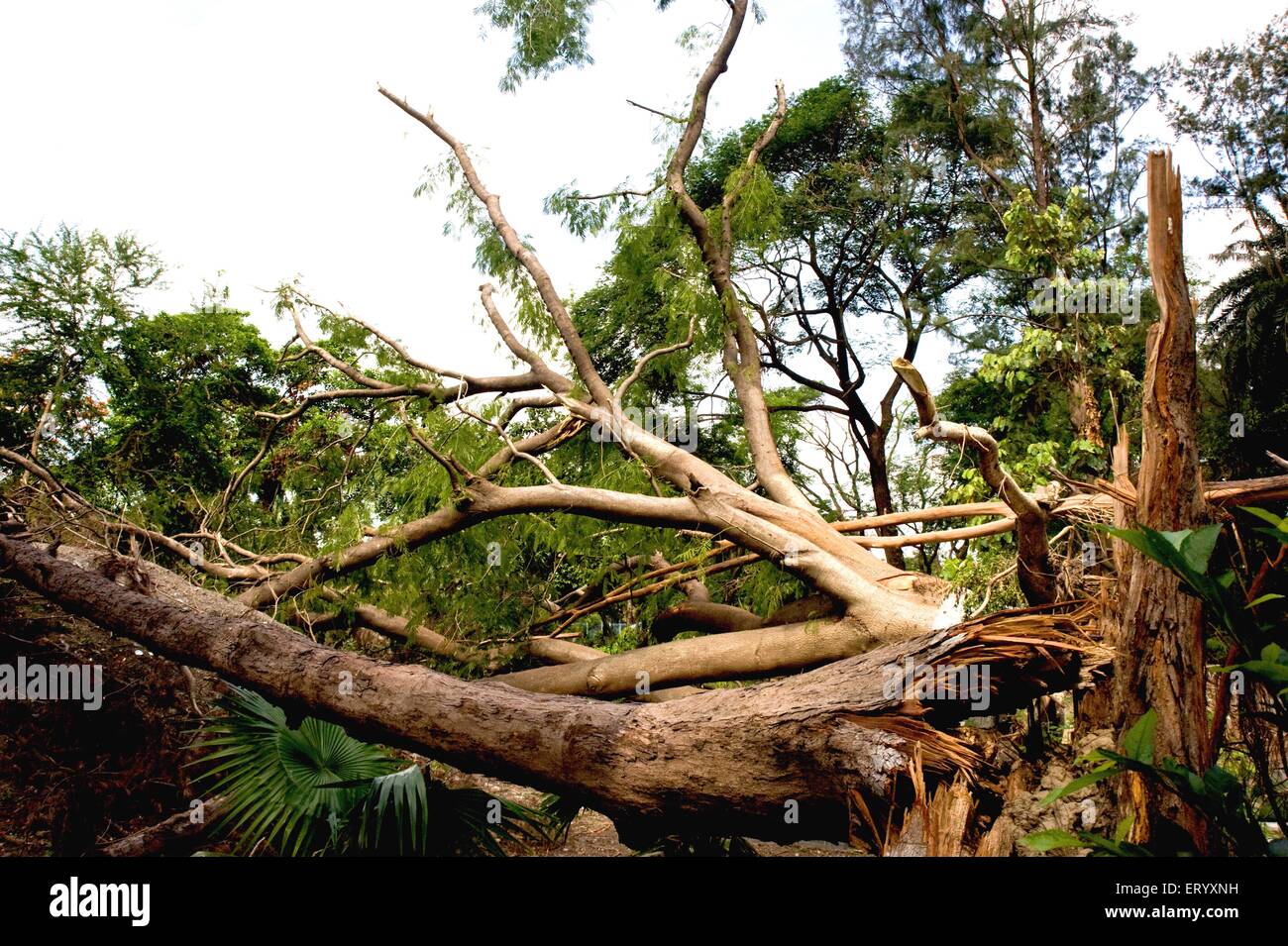 Hurricane damage, typhoon storm, cyclone uprooted trees, Ballygunge ...