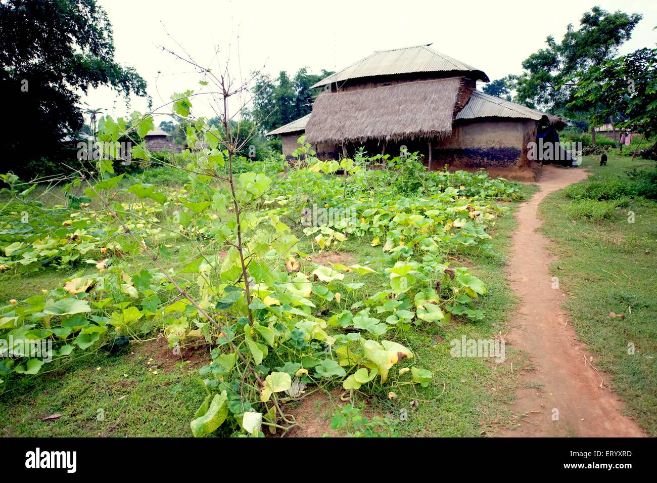 Village hut india hi-res stock photography and images - Alamy