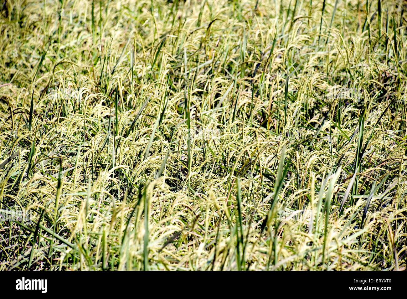 From paddy hi-res stock photography and images - Alamy