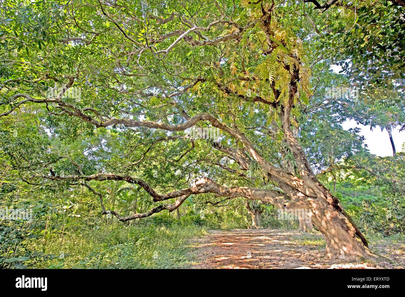 Mango tree, mangifera indica, Nature Park, Calcutta, Kolkata, West ...