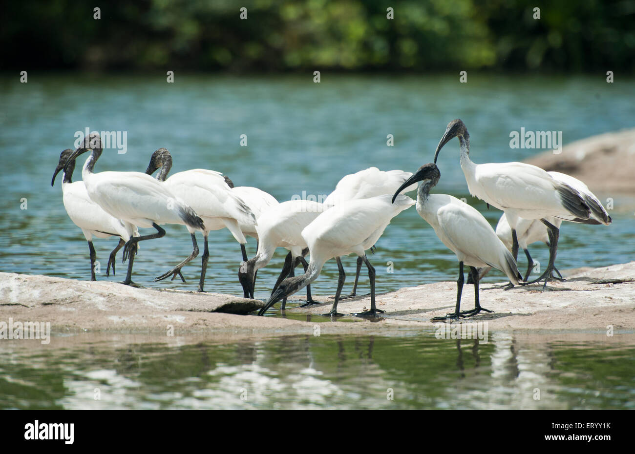 Migratory birds ibis on rock in ranganathittu bird sanctuary at mysore ...