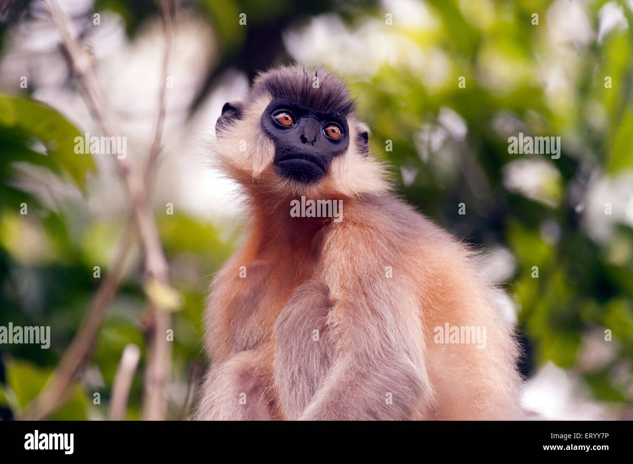 Langur hi-res stock photography and images - Alamy