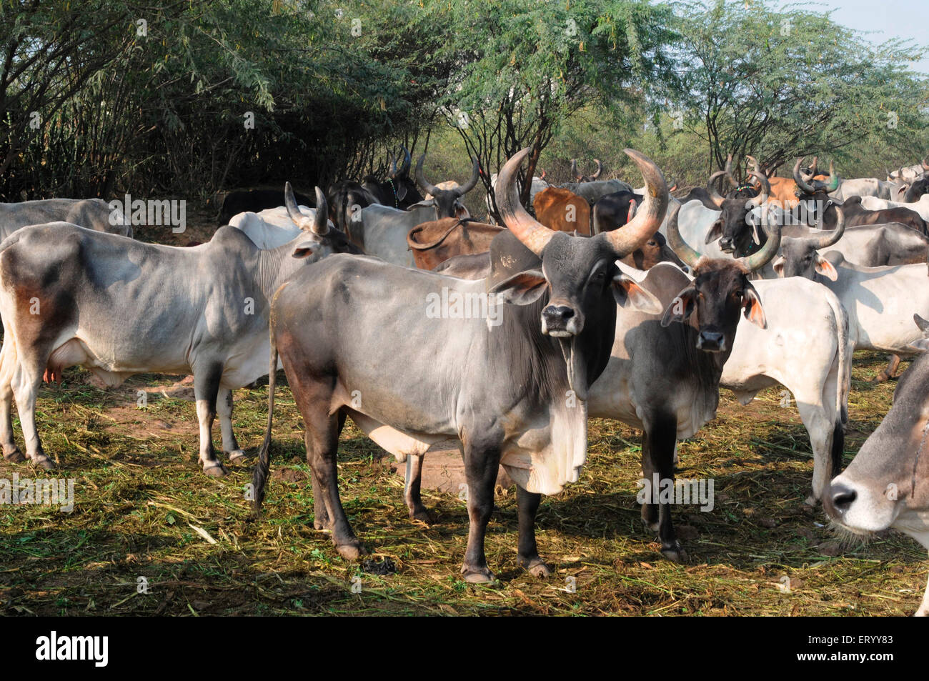 Bulls And Cows High Resolution Stock Photography and Images - Alamy