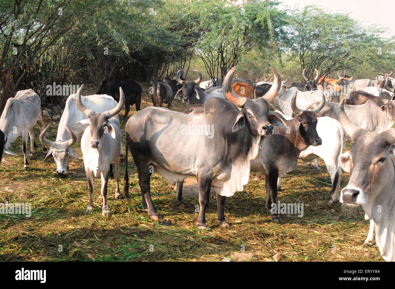 Indian farm animals hi-res stock photography and images - Alamy