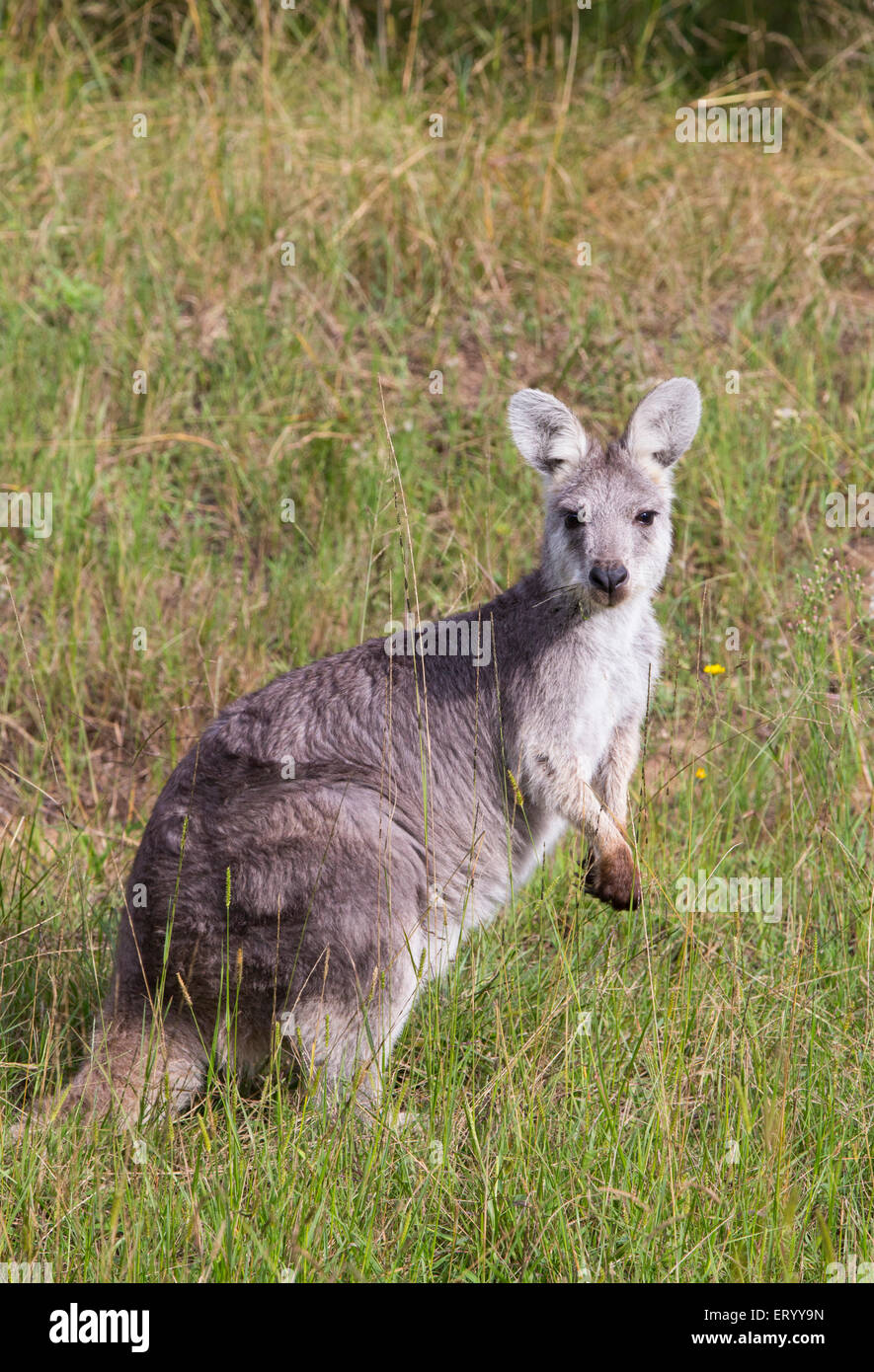 Female Common Wallaroo (Macropus robustus), Australia Stock Photo - Alamy