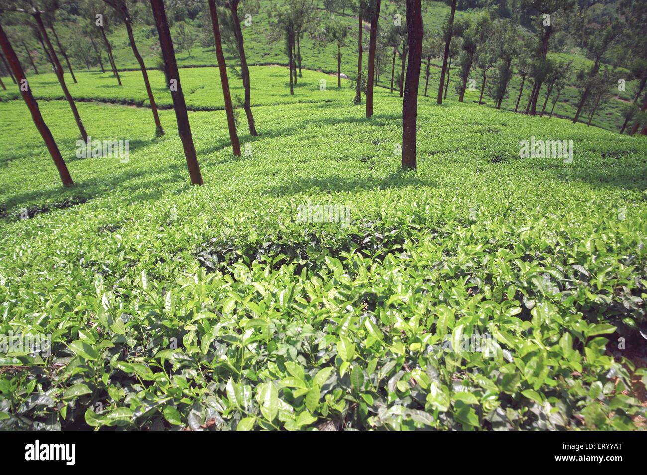 Tea plantation , Tea farm , Munnar , hill station , Idukki district ...