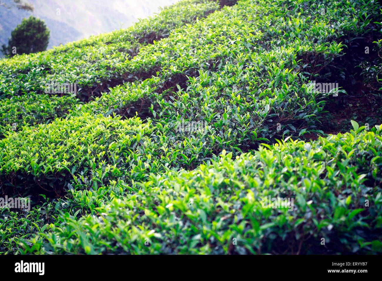 Tea plantation , Tea farm , Munnar , hill station , Idukki district ...