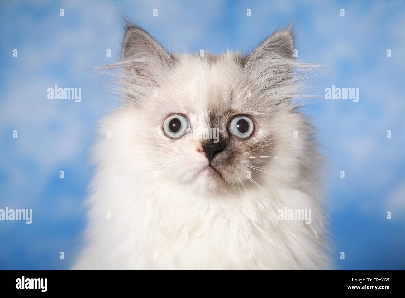 Seal tortie smoke point hi-res stock photography and images - Alamy
