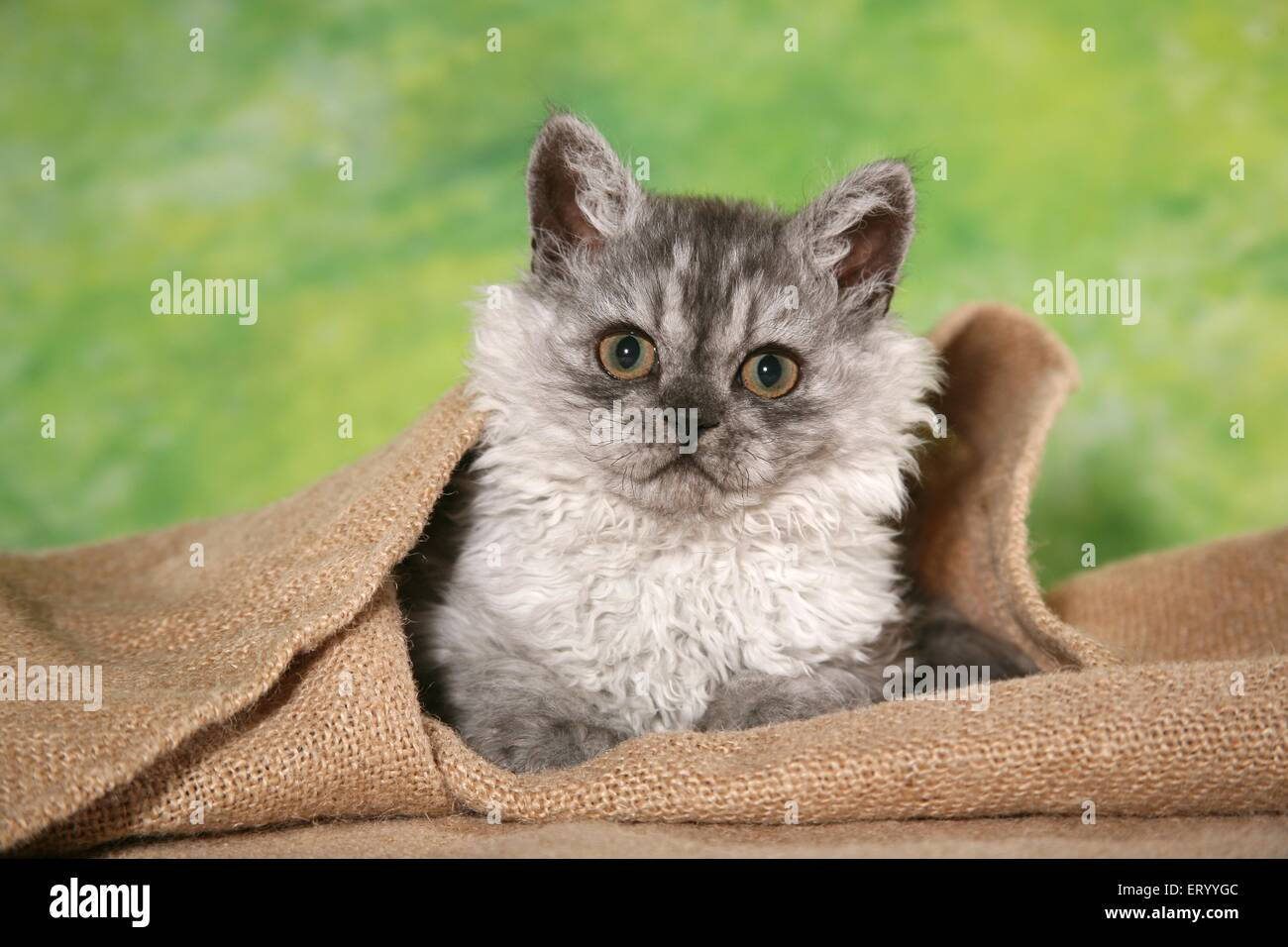 young Selkirk Rex Stock Photo - Alamy