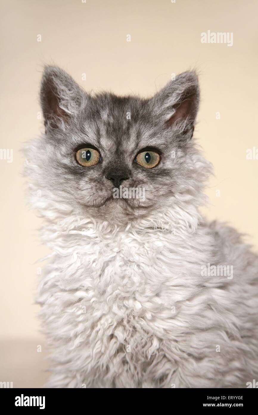 young Selkirk Rex Stock Photo - Alamy