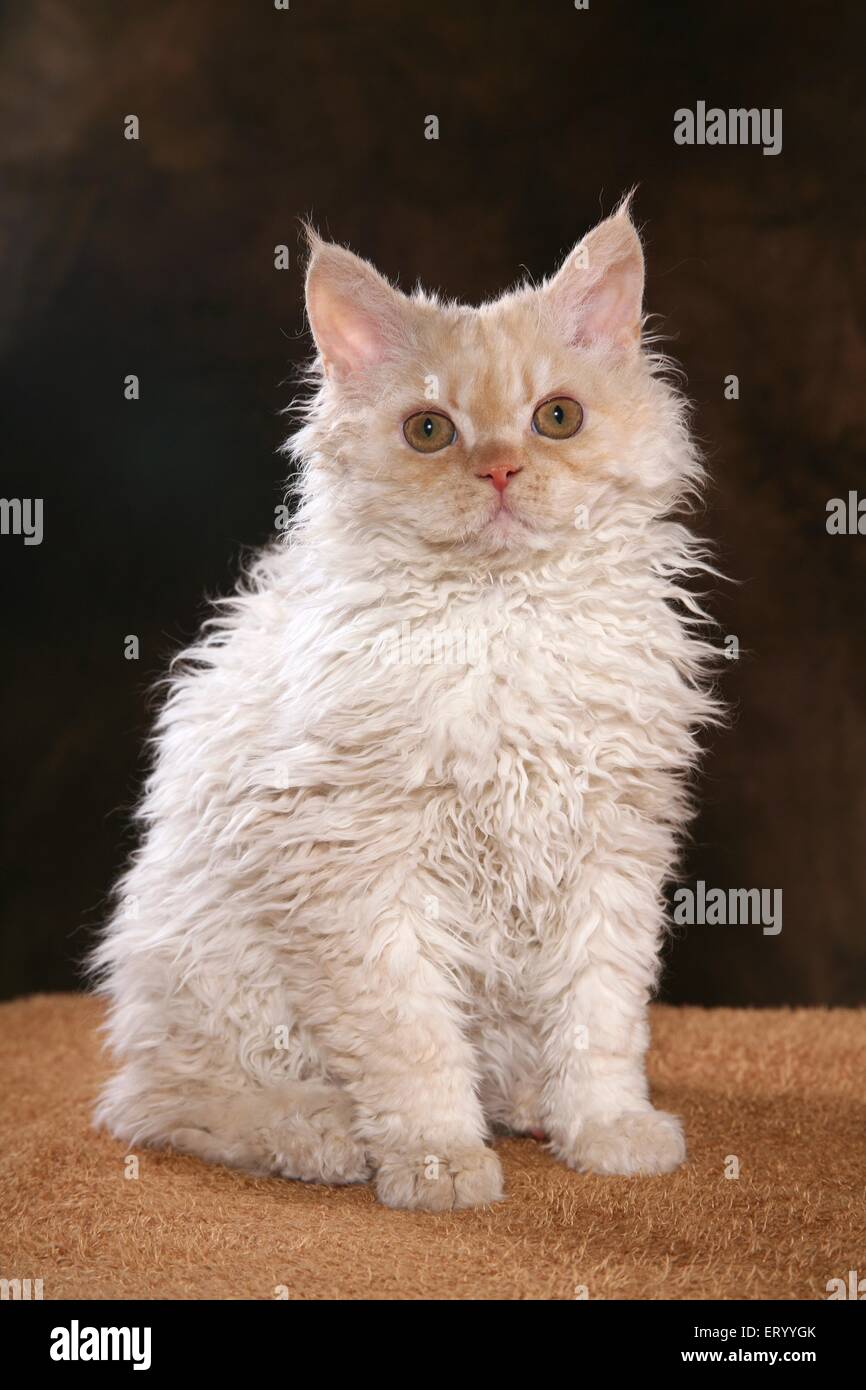 young Selkirk Rex Stock Photo - Alamy
